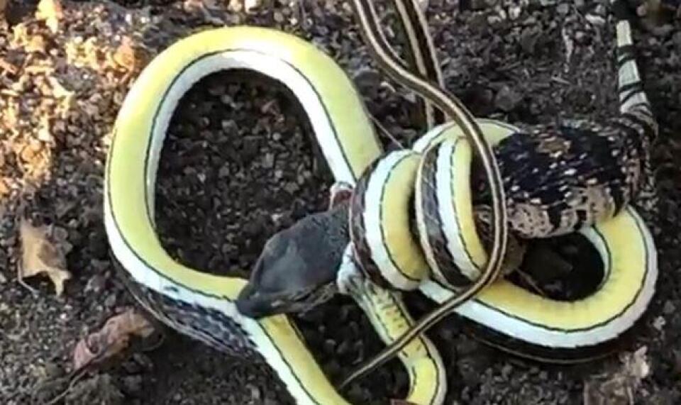 LOOK: Lizard tries to escape snake’s jaws at Mala Mala Reserve in ...